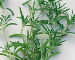 Cimbru | avantaje.ro