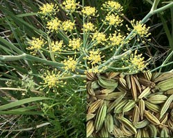 Fenicul | avantaje.ro