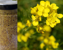 Mustar | avantaje.ro