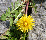 Papadie | avantaje.ro