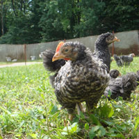 Agricola Bacau face Puiul Fericit, cu certificat de nastere! | avantaje.ro