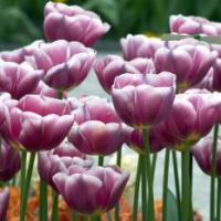 O floare si doi gradinari? Mai bine un gradinar si doua flori ...