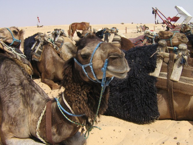 Charterele către Tunisia la modă | avantaje.ro