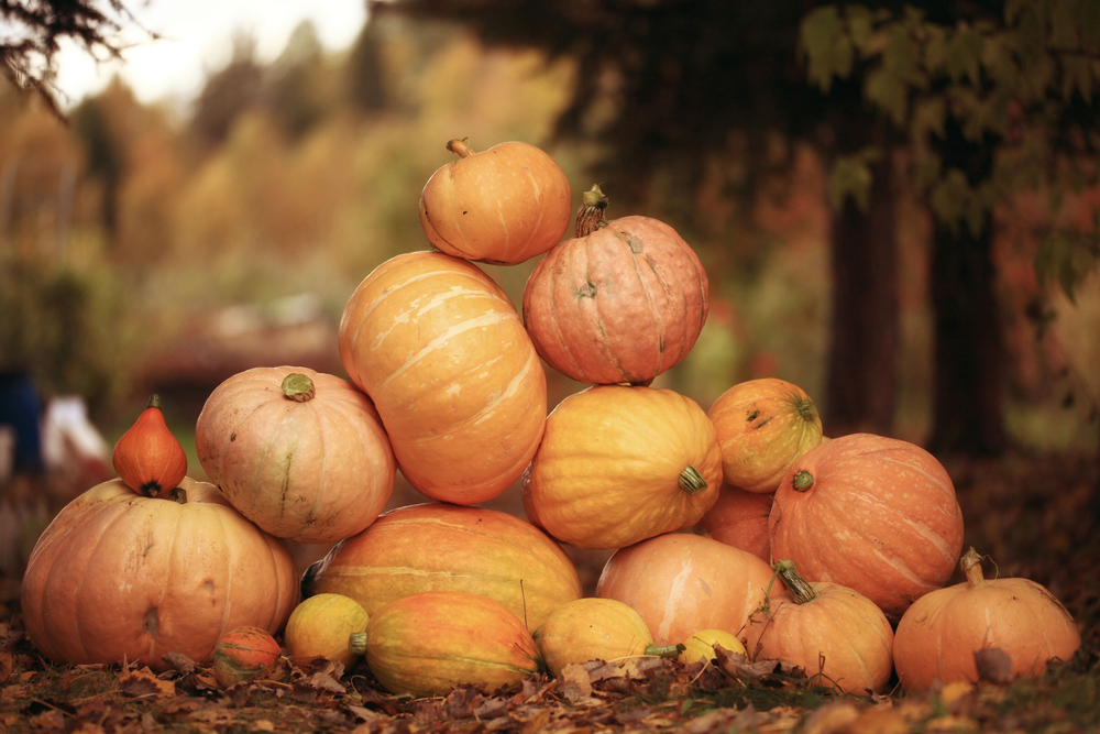 Dovleacul, beneficii impresionante pentru sănătate | Sanatate, Sport si ...