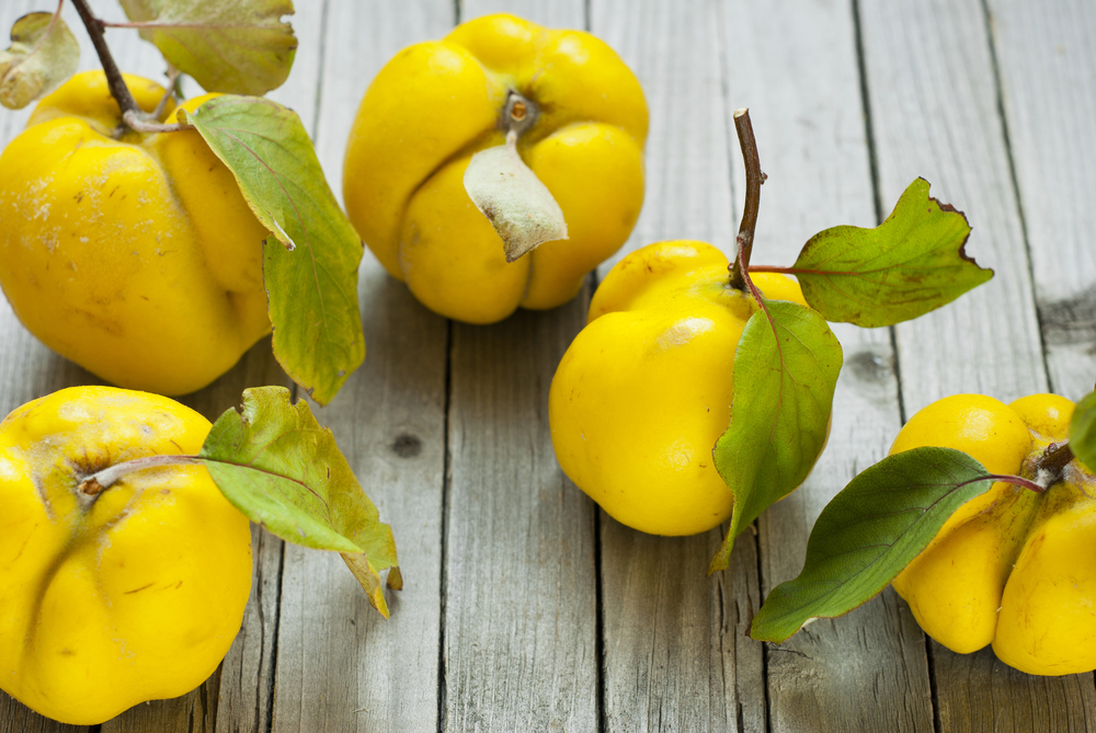 Gutuile, fructe grozave pentru sănătatea ta | Homepage Slider, Sanatate ...