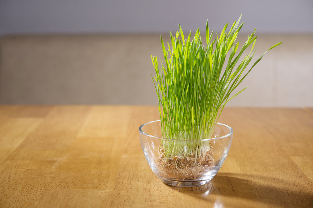 Iarba de grâu, un leac natural foarte bun | Sanatate, Tratamente ...