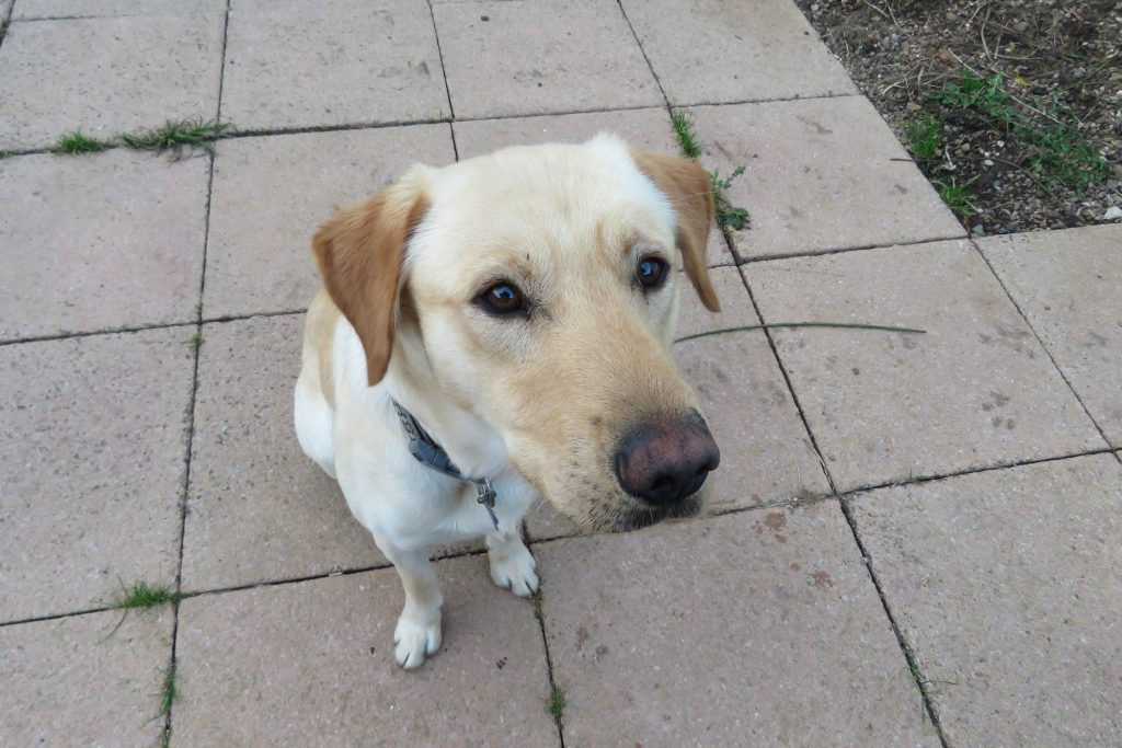 Un câine bine îngrijit dormea în fiecare zi în curtea ei. Motivul a ...