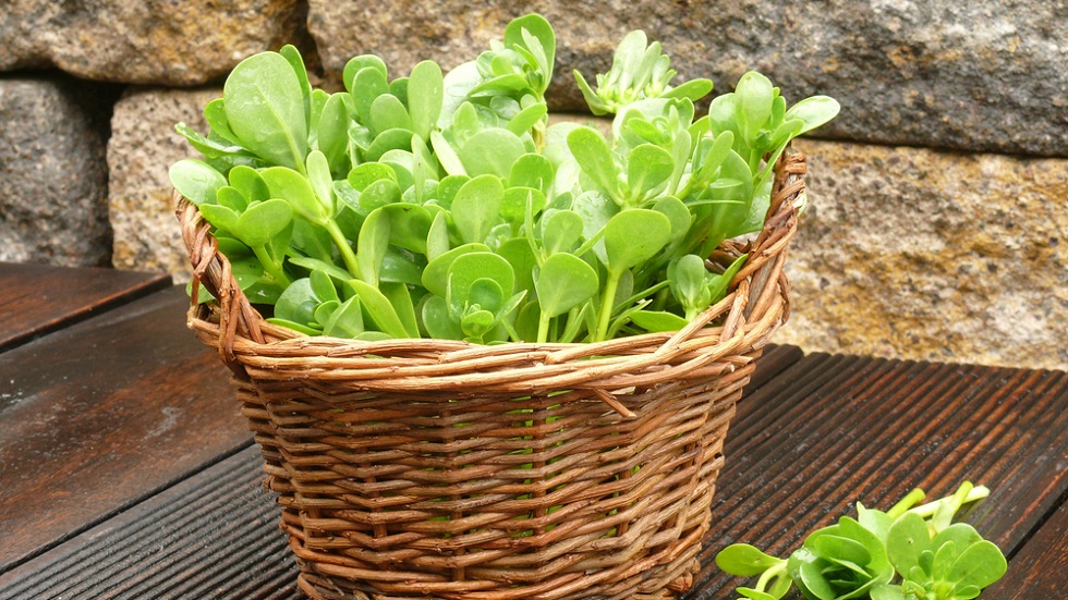 Ce beneficii aduce iarba-grasă sănătății | avantaje.ro