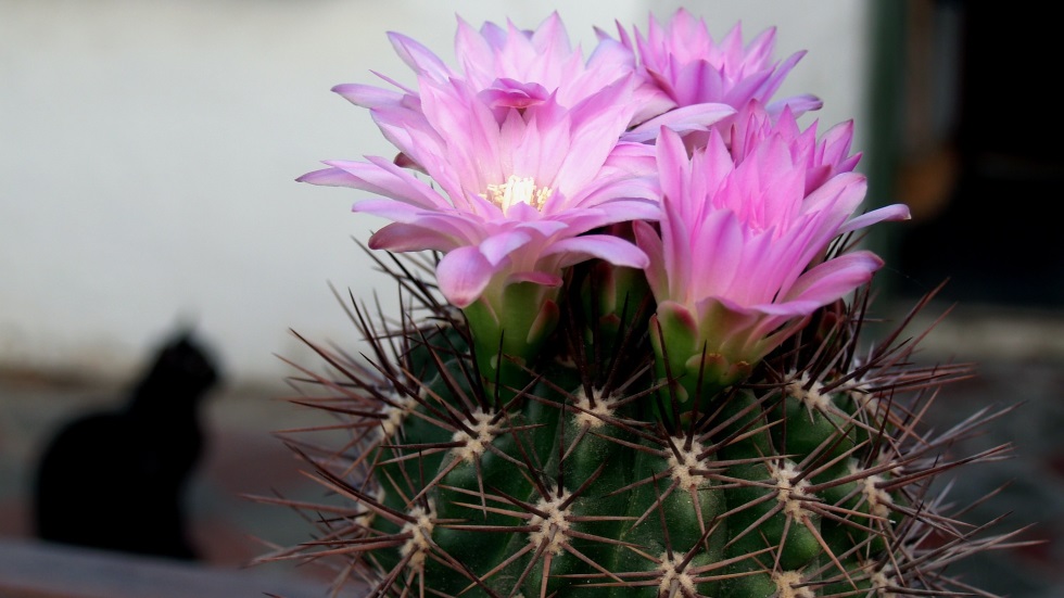 Cum faci cactusul de apartament să înflorească | avantaje.ro