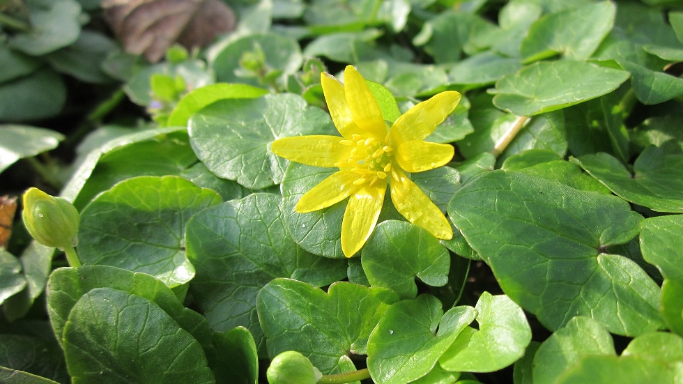 Untișorul, planta verde care îți curăță organismnul | avantaje.ro