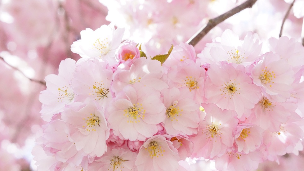 Cele mai frumoase citate despre luna Mai | avantaje.ro