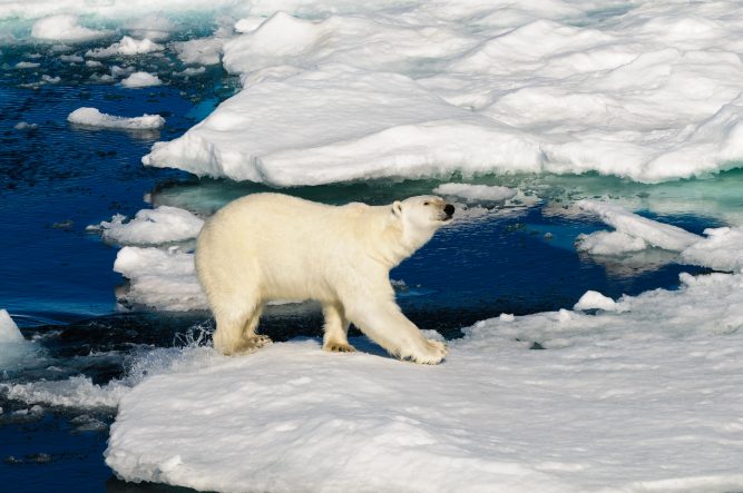 Cercetătorii sunt îngrijorați de ce se întâmplă în Cercul Arctic: „Nu ...