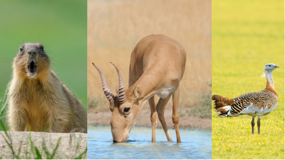 9 specii de animale care au dispărut din România | avantaje.ro