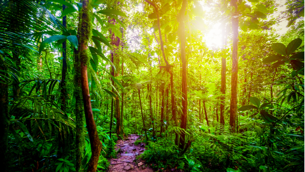 Cele mai frumoase păduri din lume