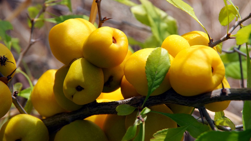 Curiozități despre gutui. Au beneficii majore asupra sănătății și ...