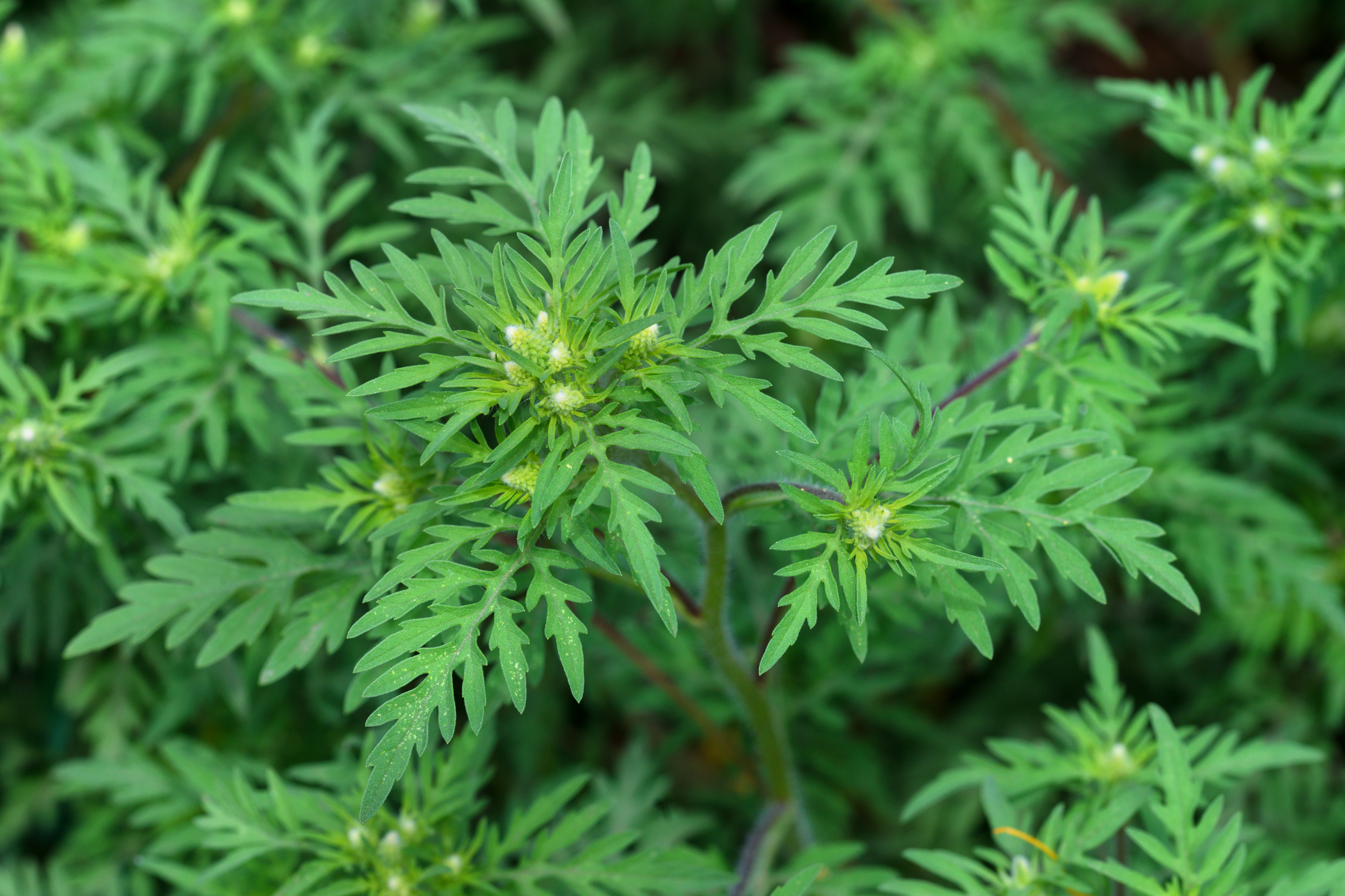Plantele de apartament toxice care te pot omorî cu ușurință