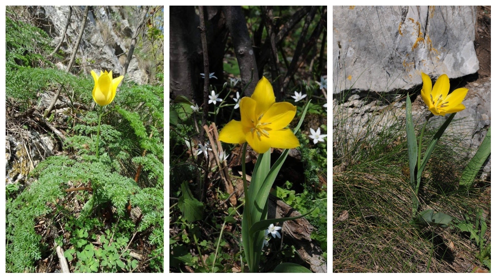 În România a înflorit o specie de lalea unică în lume