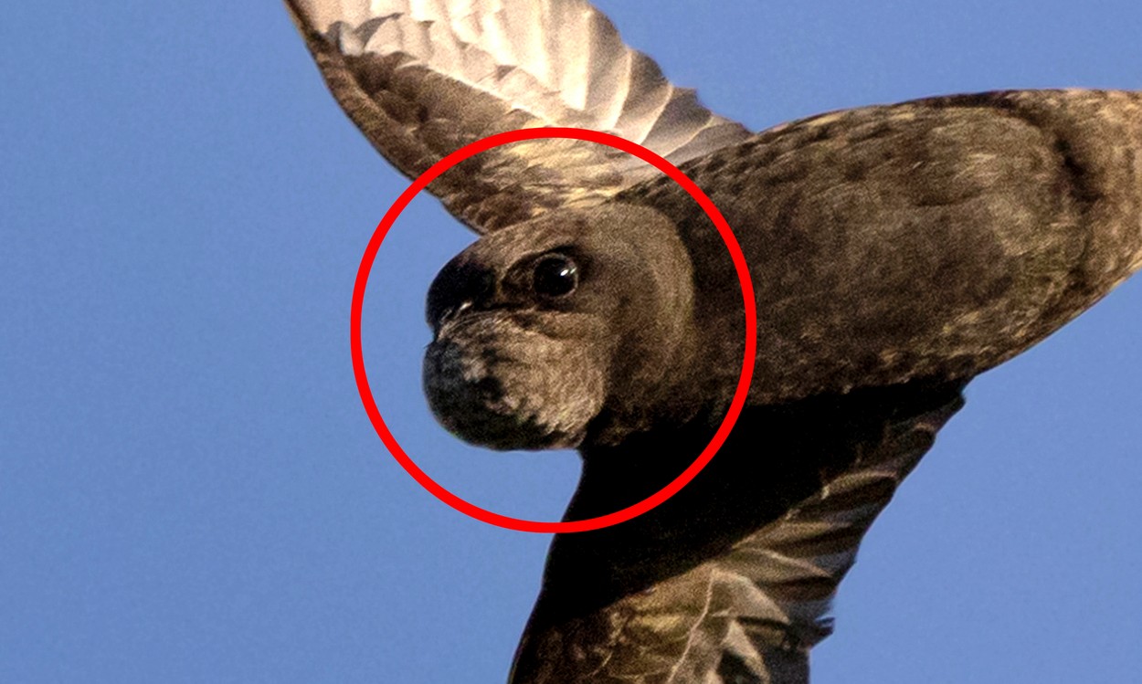 Drepnea, pasărea-focă. Iată cum mintea ta îți poate juca feste