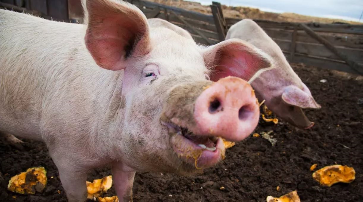 Medicii din China au reușit cu succes un transplant de rinichi de la ...