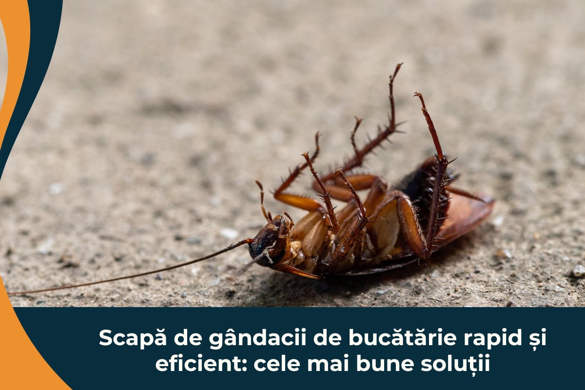 Scapă de gândacii de bucătărie rapid și eficient: cele mai bune soluții ...