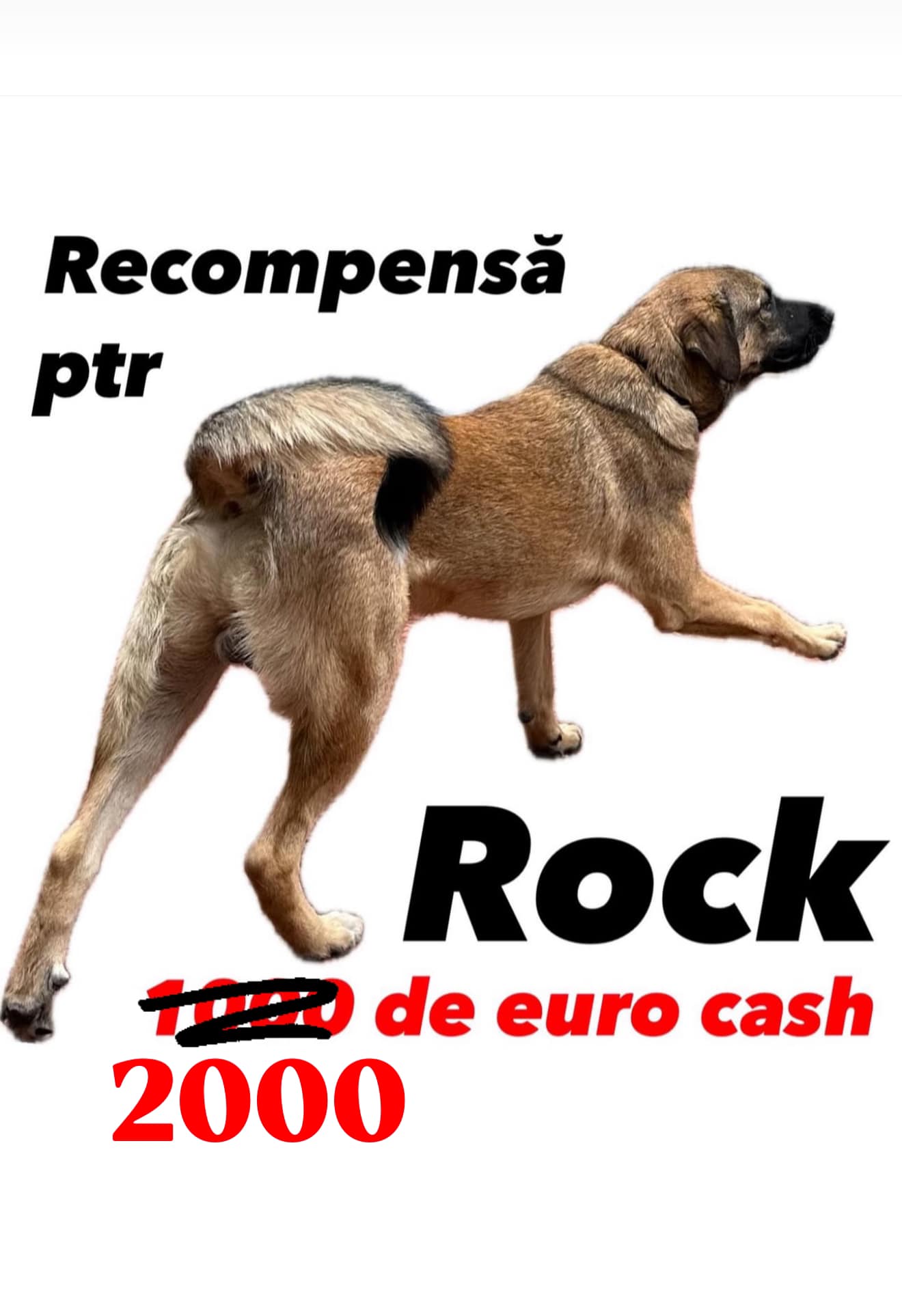 Codin Maticiuc a anunțat că a mărit recompensa pentru câinele lui ...