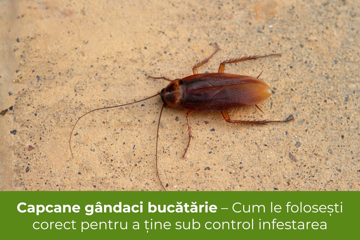 Capcane gândaci bucătărie – Cum le folosești corect pentru a ține sub ...