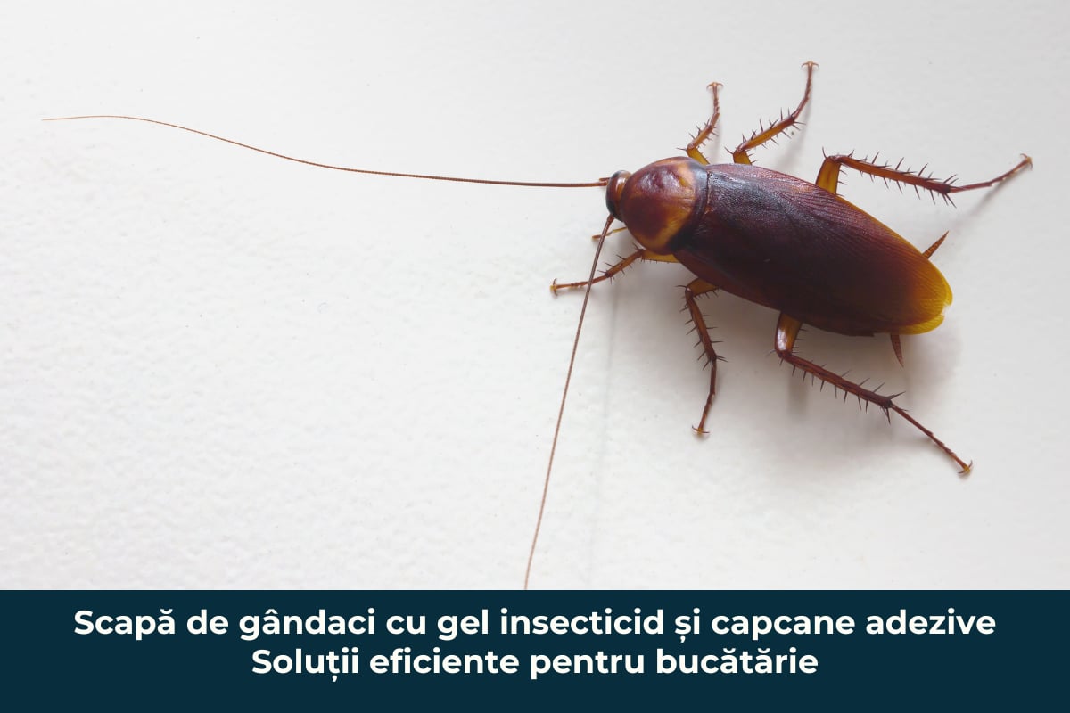 Scapă de gândaci cu gel insecticid și capcane adezive – soluții ...